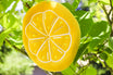 Citrus Slice Embroidered Beret! – clammy heart